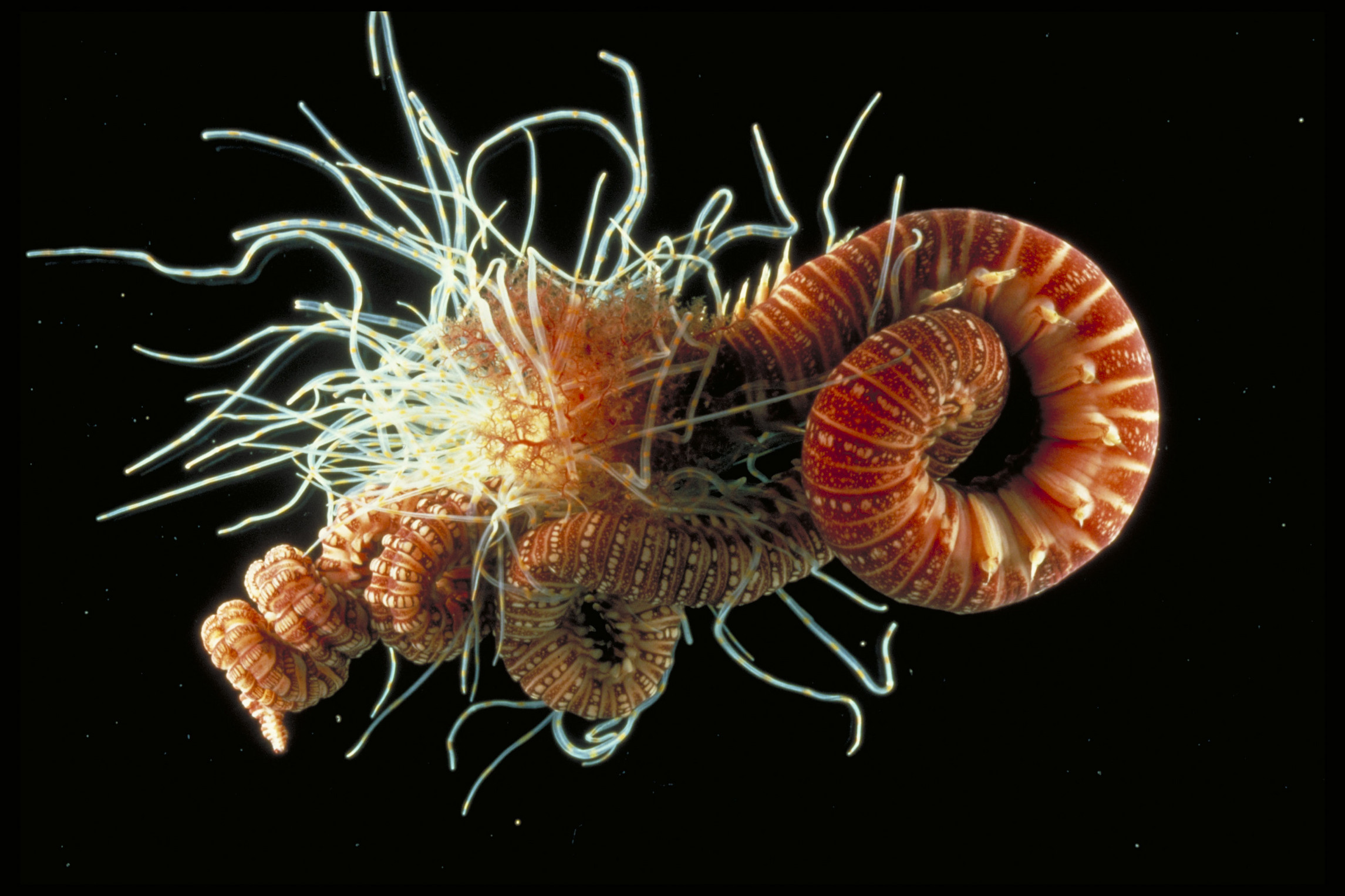 11 bizarre species to look for on a Great Barrier Reef dive [pics ...