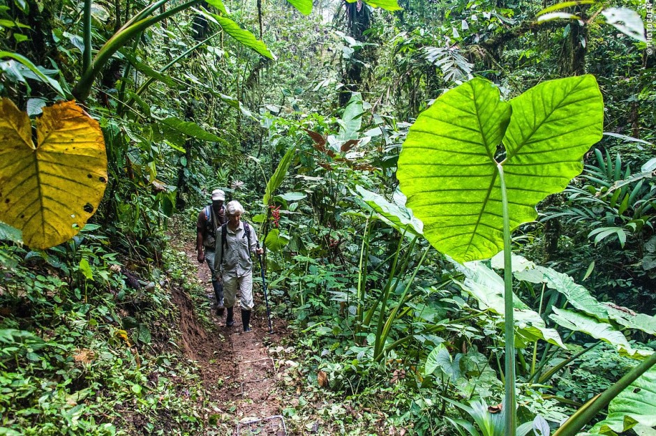 The amazing flora and fauna of Ecuador's Cloud Forest (PICS)