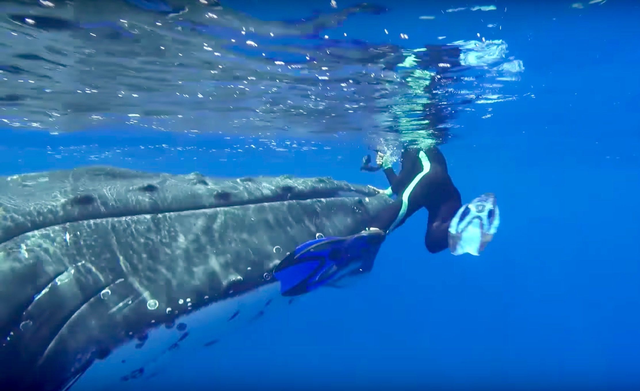 Watch this humpback whale protect a marine biologist from a tiger shark