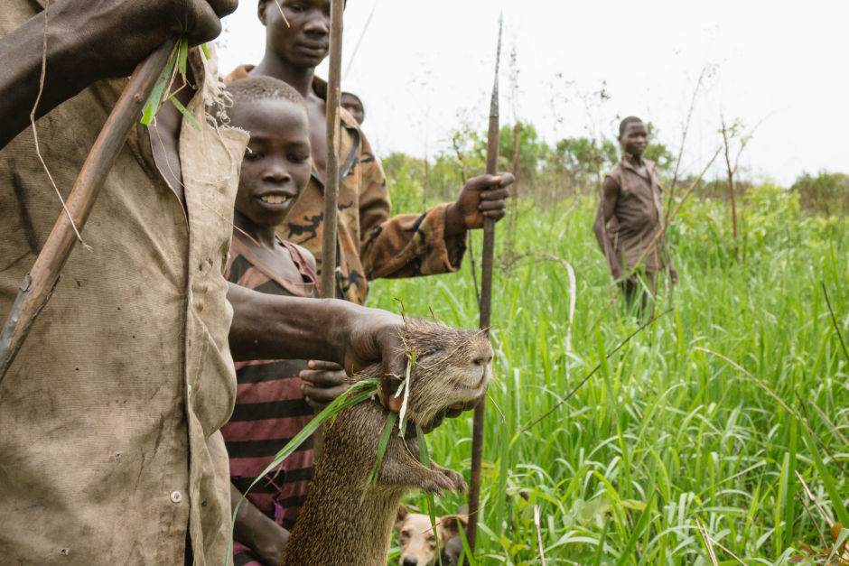 Hunting for edible rats in Uganda