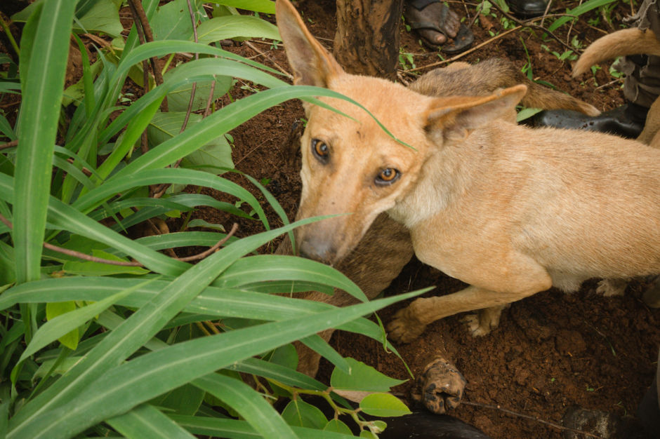 Hunting for edible rats in Uganda