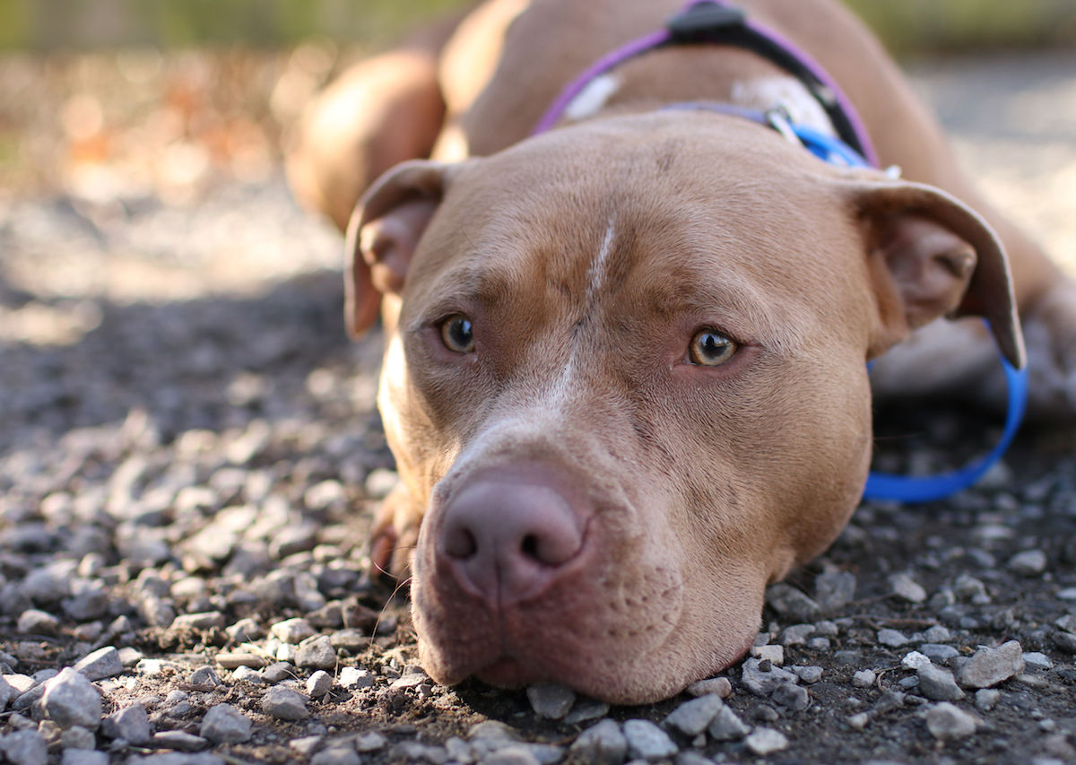 Delta Airlines Bans Pit Bull Service Dogs On Flights delta-airlines-bans-pit-bull-service-dogs-on-flights
