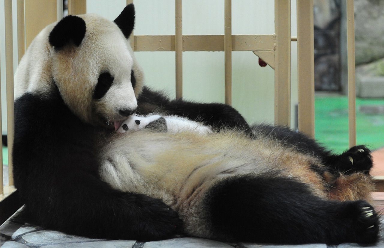 This baby panda needs a name, and Japan’s Wakayama Park wants you to help