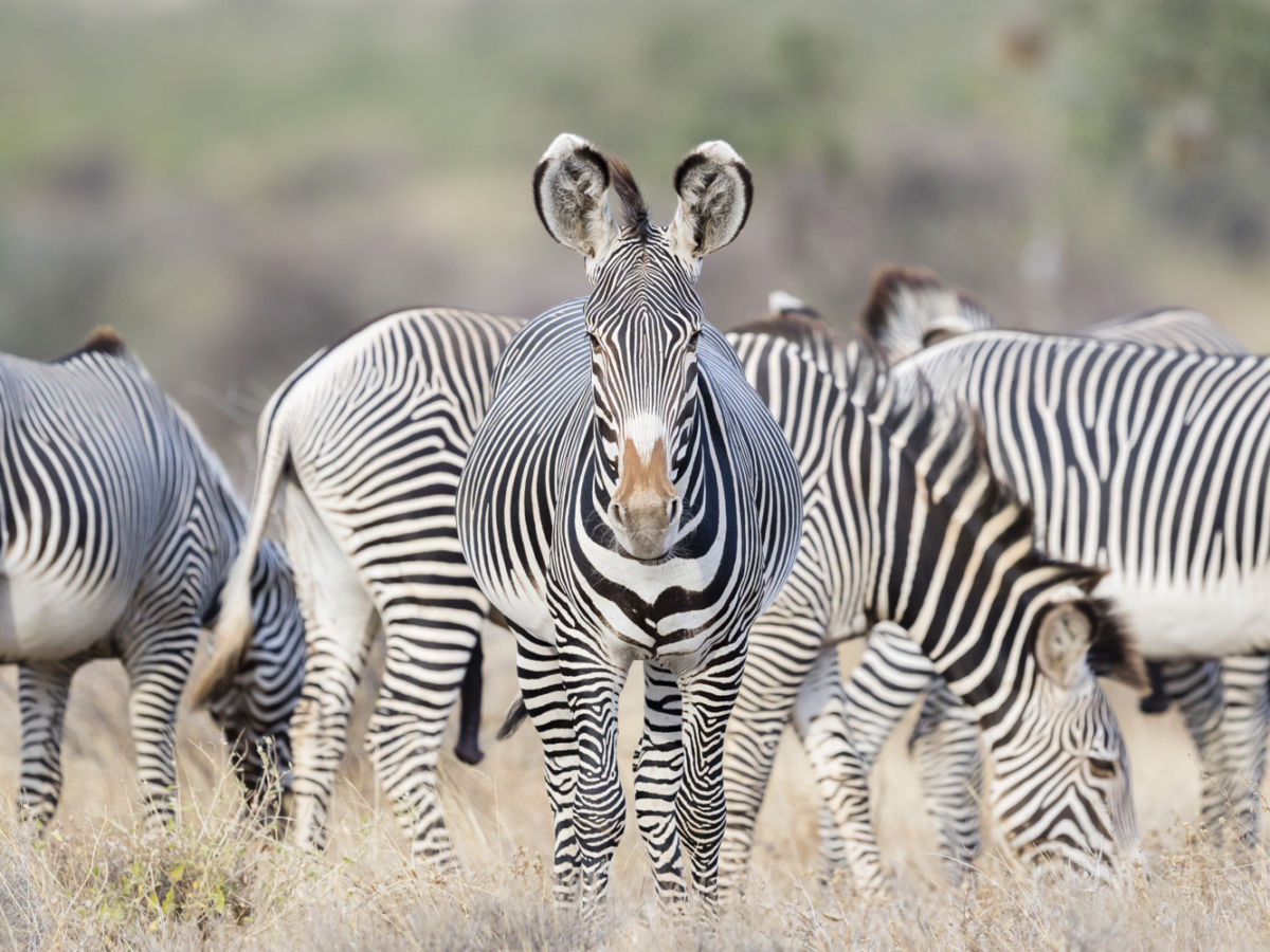 Grevy’s zebras are in danger of extinction in Kenya
