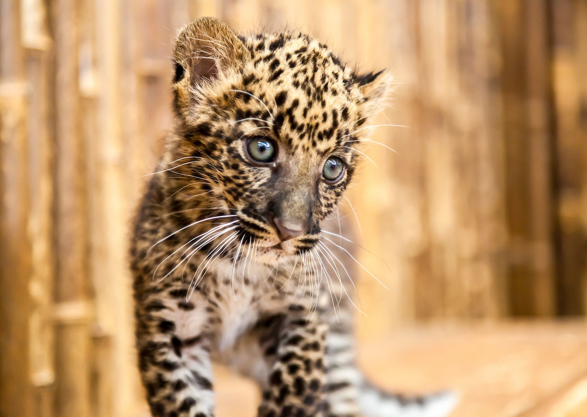 Leopard cub found in luggage at India airport