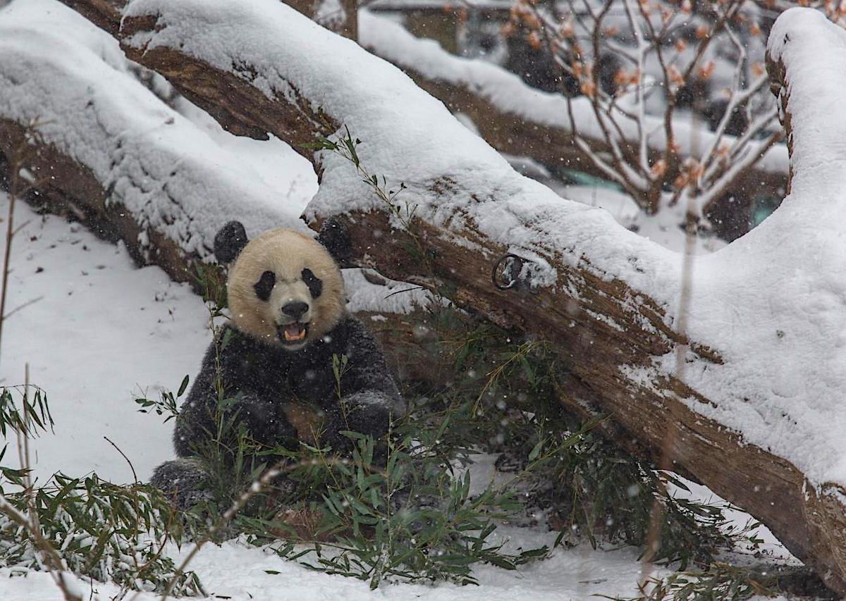 Adorable pandas playing in the snow