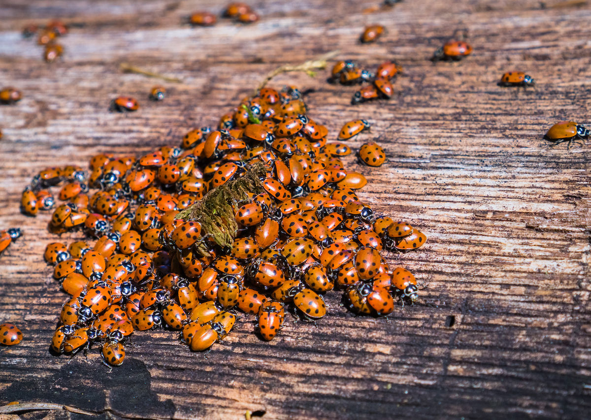Massive cloud of ladybugs migrating over California