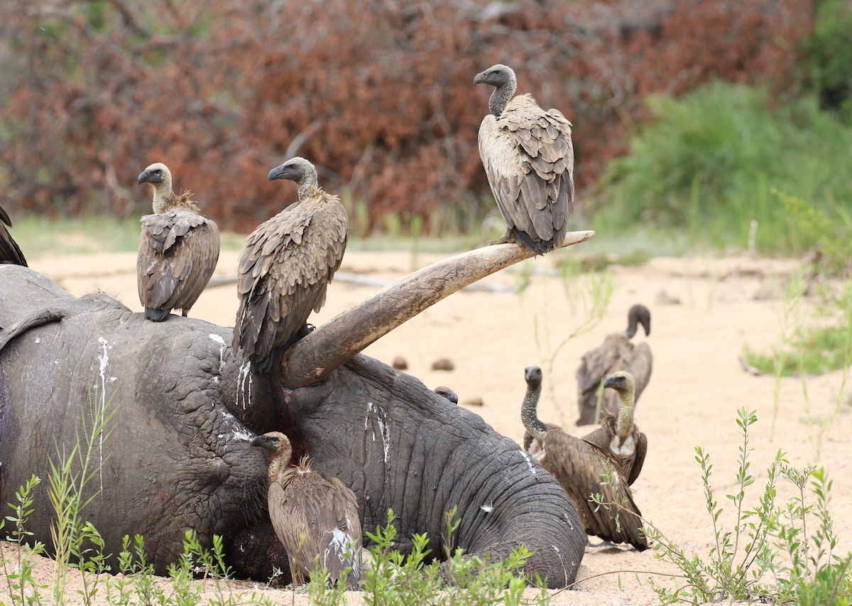 More than 500 vultures poisoned by poachers in Botswana