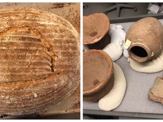 Scientists extracted dormant bread yeast from ancient Egyptian pots