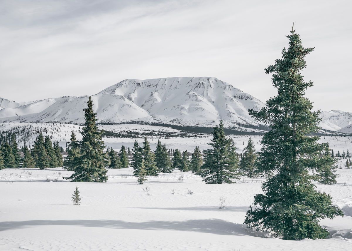What to do in Denali National Park in winter
