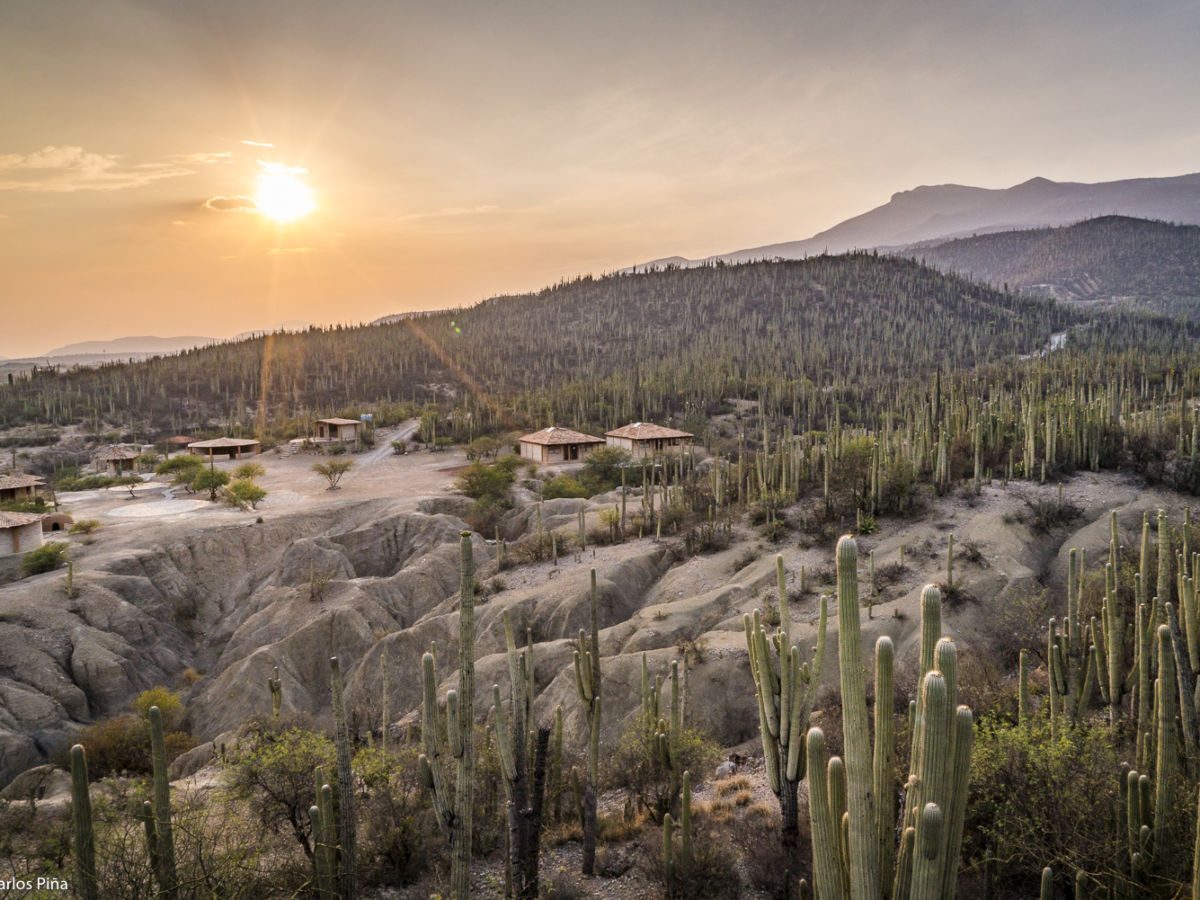 Zapotitlán Salinas, una maravillosa reserva de cactáceas en México
