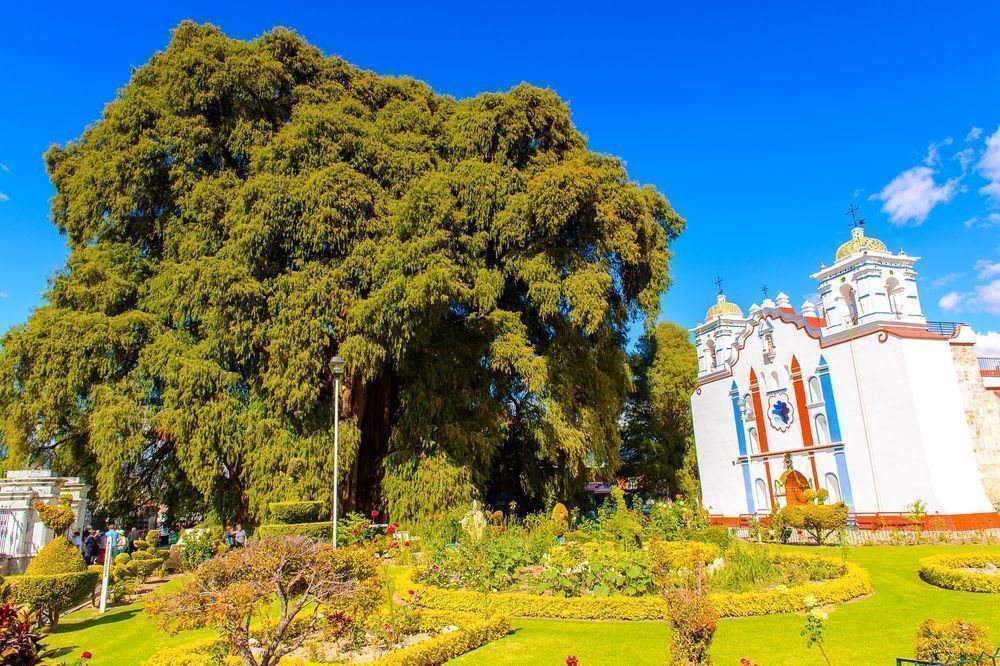 Datos sobre el ahuehuete, árbol nacional de México - Matador Network