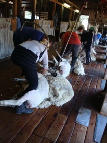Learning Experiences: Shearing Sheep in the Australian Outback ...