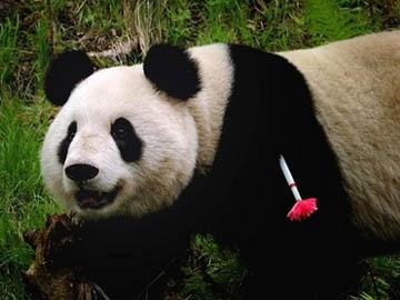 10 precious animal species on the verge of extinction - Matador Network