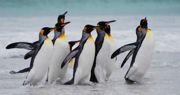 Top spots for penguin peeping - Matador Network